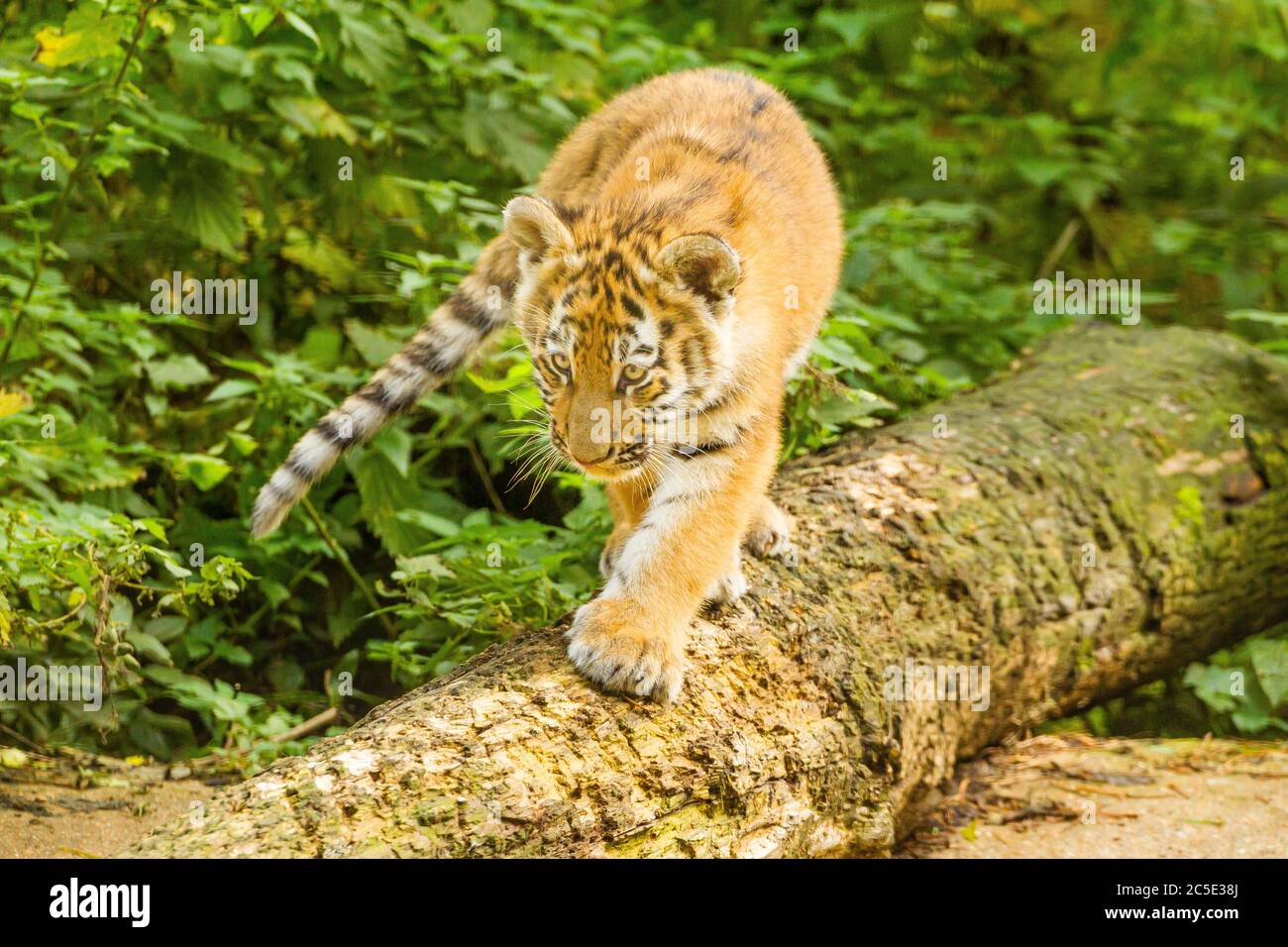 Tiger claw tree hi-res stock photography and images - Alamy