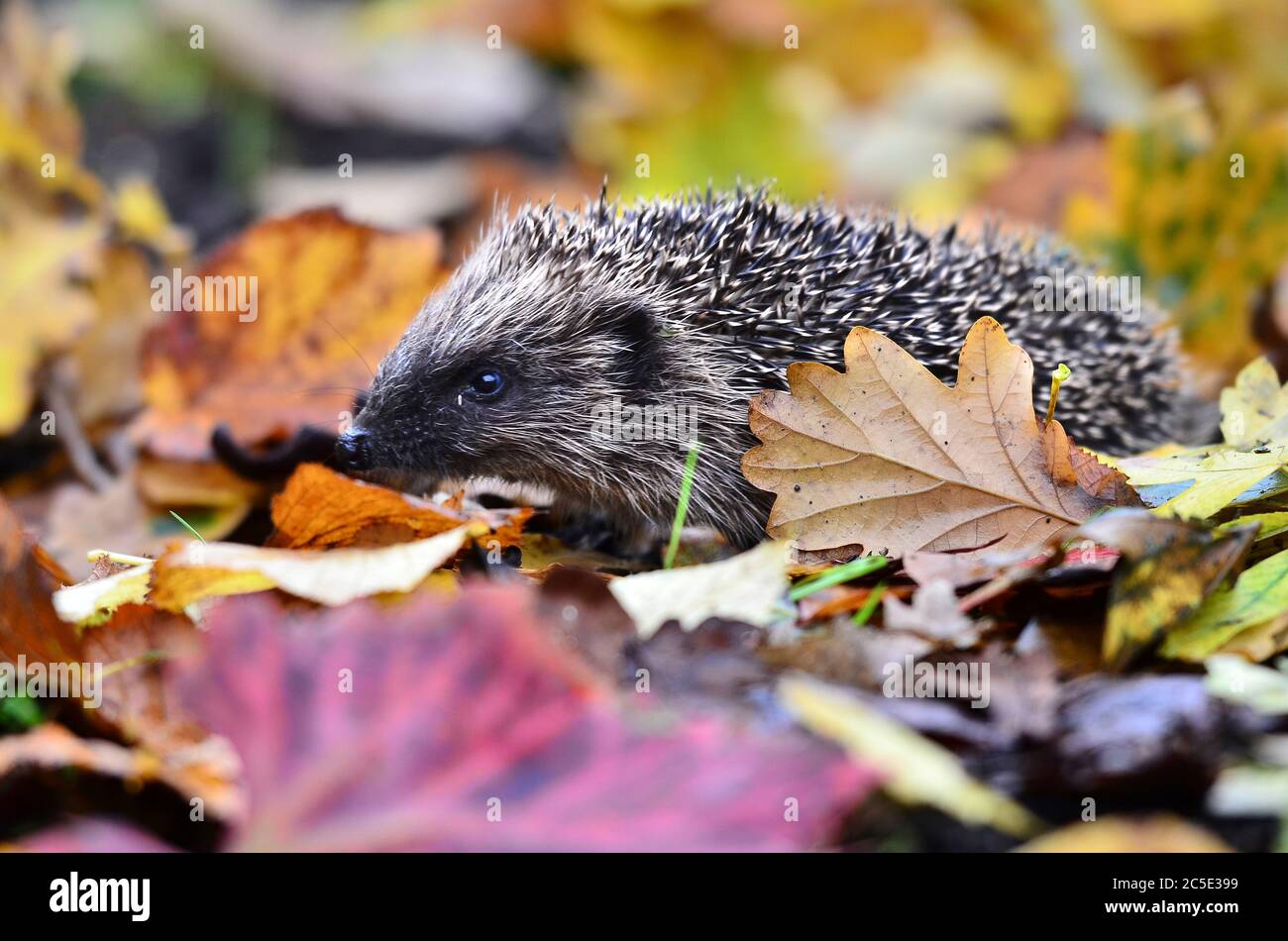 Native hedgehogs hi-res stock photography and images - Alamy