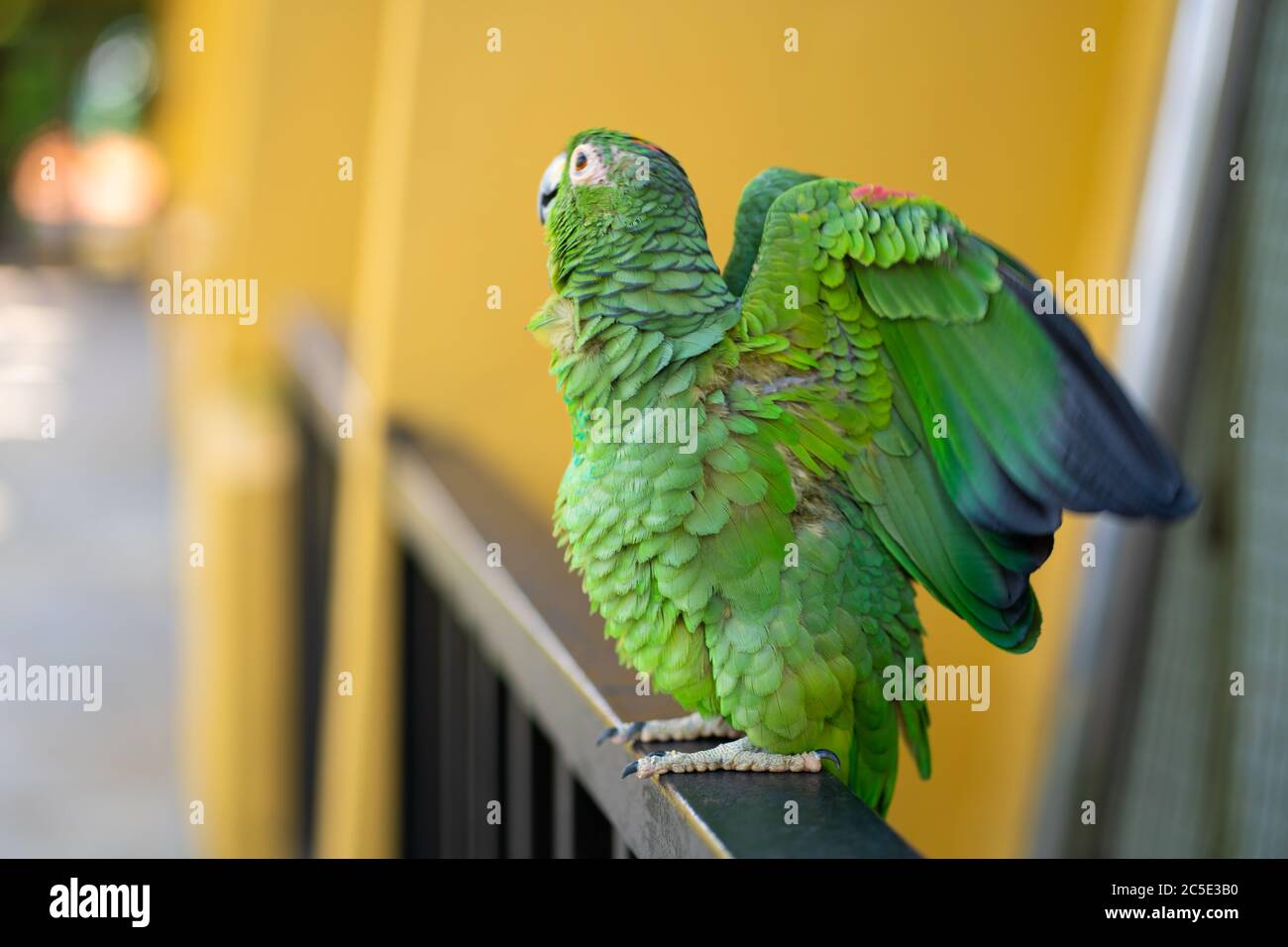 Green parrot close-up portrait. Bird park, wildlife Stock Photo - Alamy