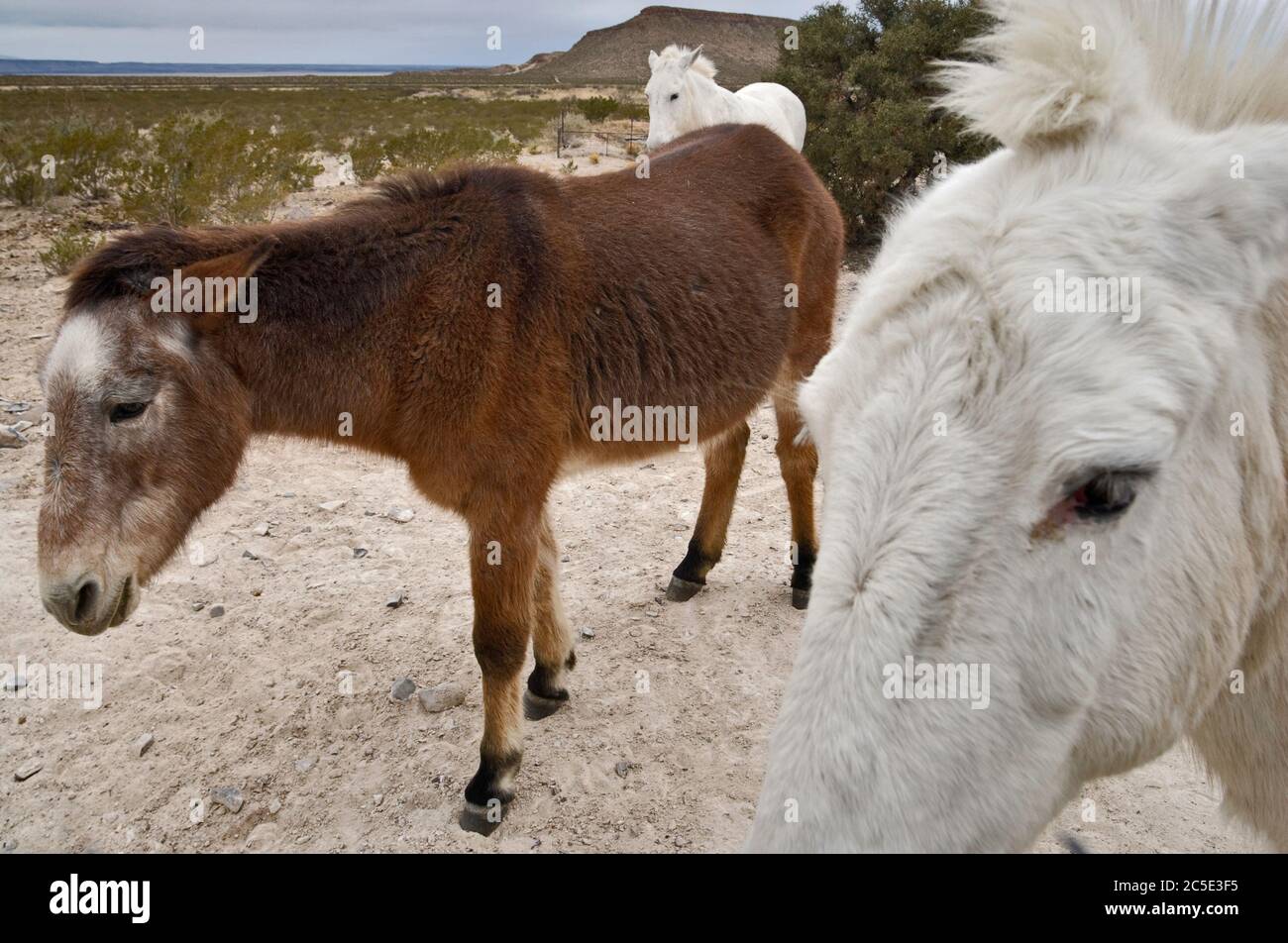 Mule and horses at ranch in Big Bend Country, Chihuahuan Desert, near ...