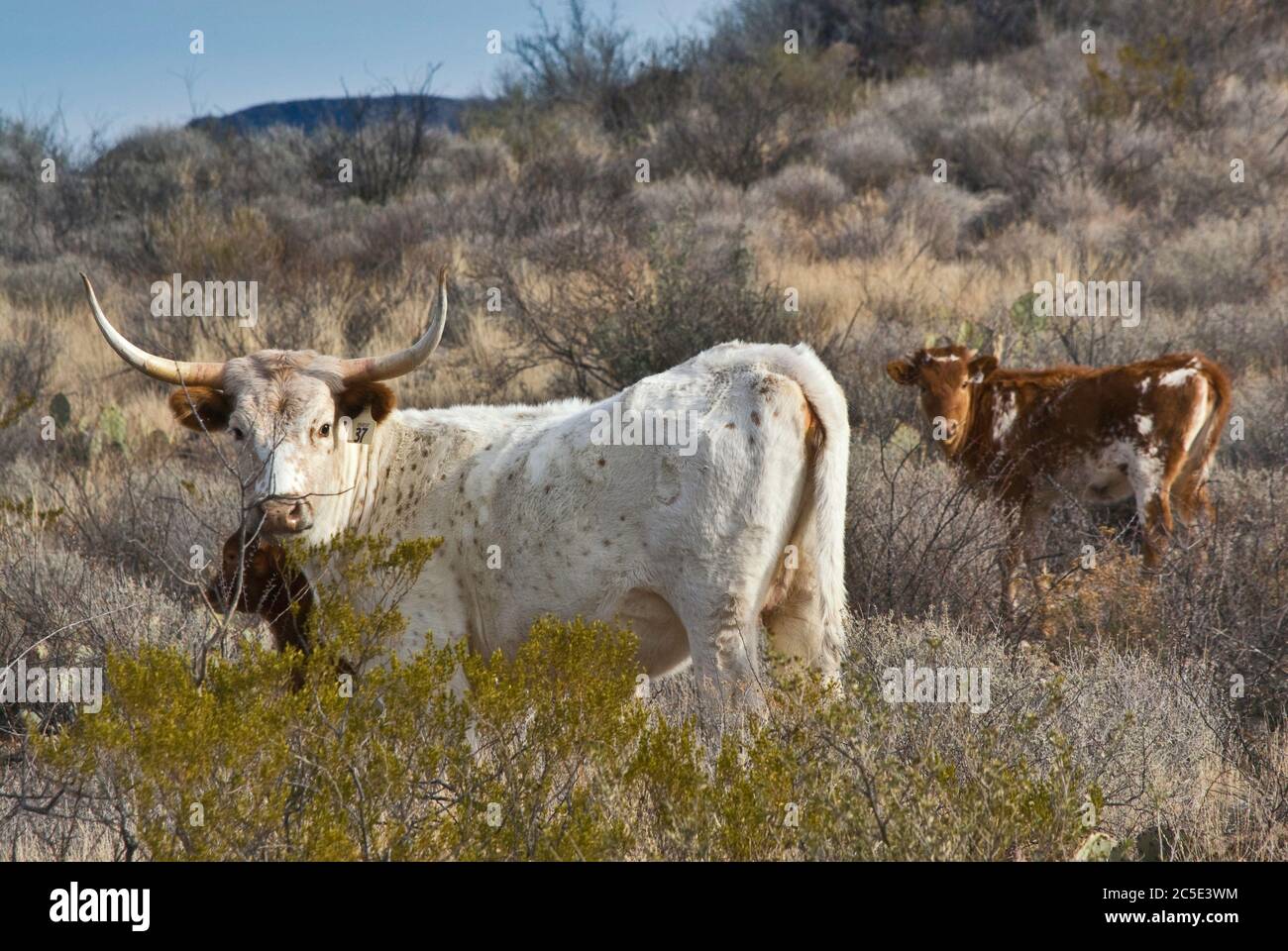 Big Texas Longhorn Ranch