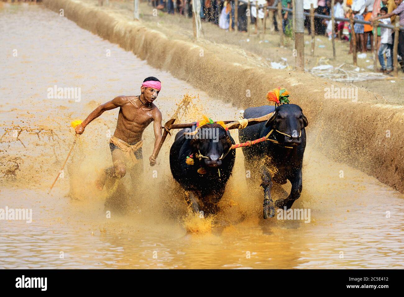 Indian buffallo hi-res stock photography and images - Alamy