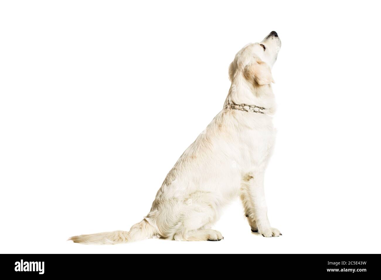 Labrador Retriever on a white background Stock Photo - Alamy