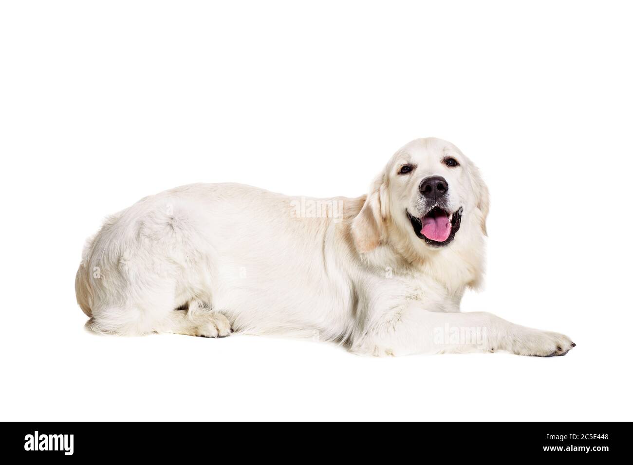 Labrador Retriever on a white background Stock Photo - Alamy