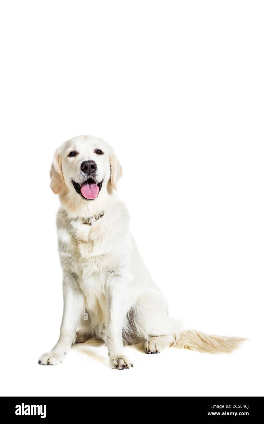 Labrador Retriever on white background Stock Photo - Alamy