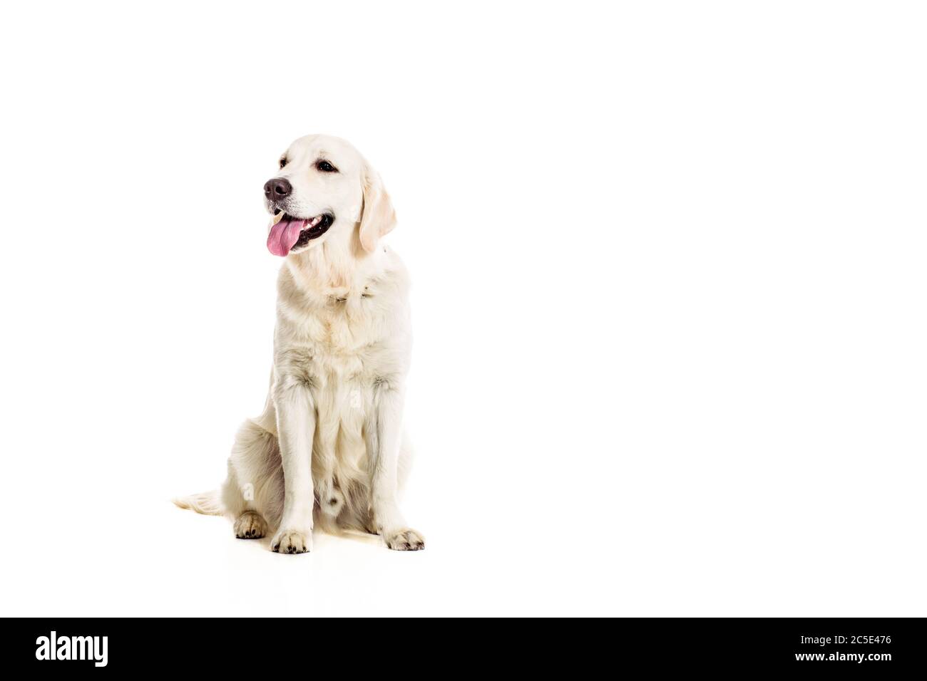 Labrador Retriever on a white background Stock Photo - Alamy