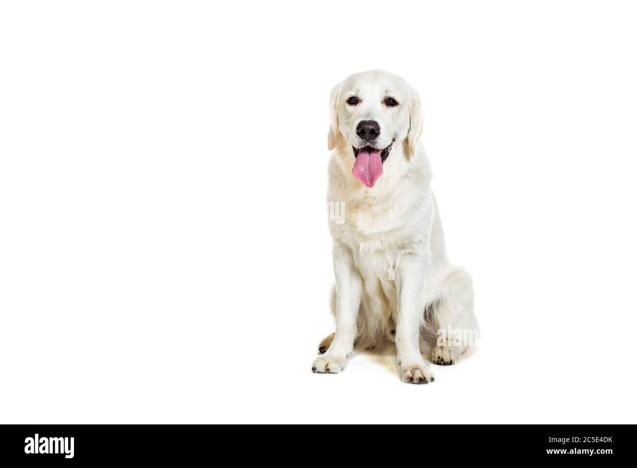 Labrador side view Cut Out Stock Images & Pictures - Alamy