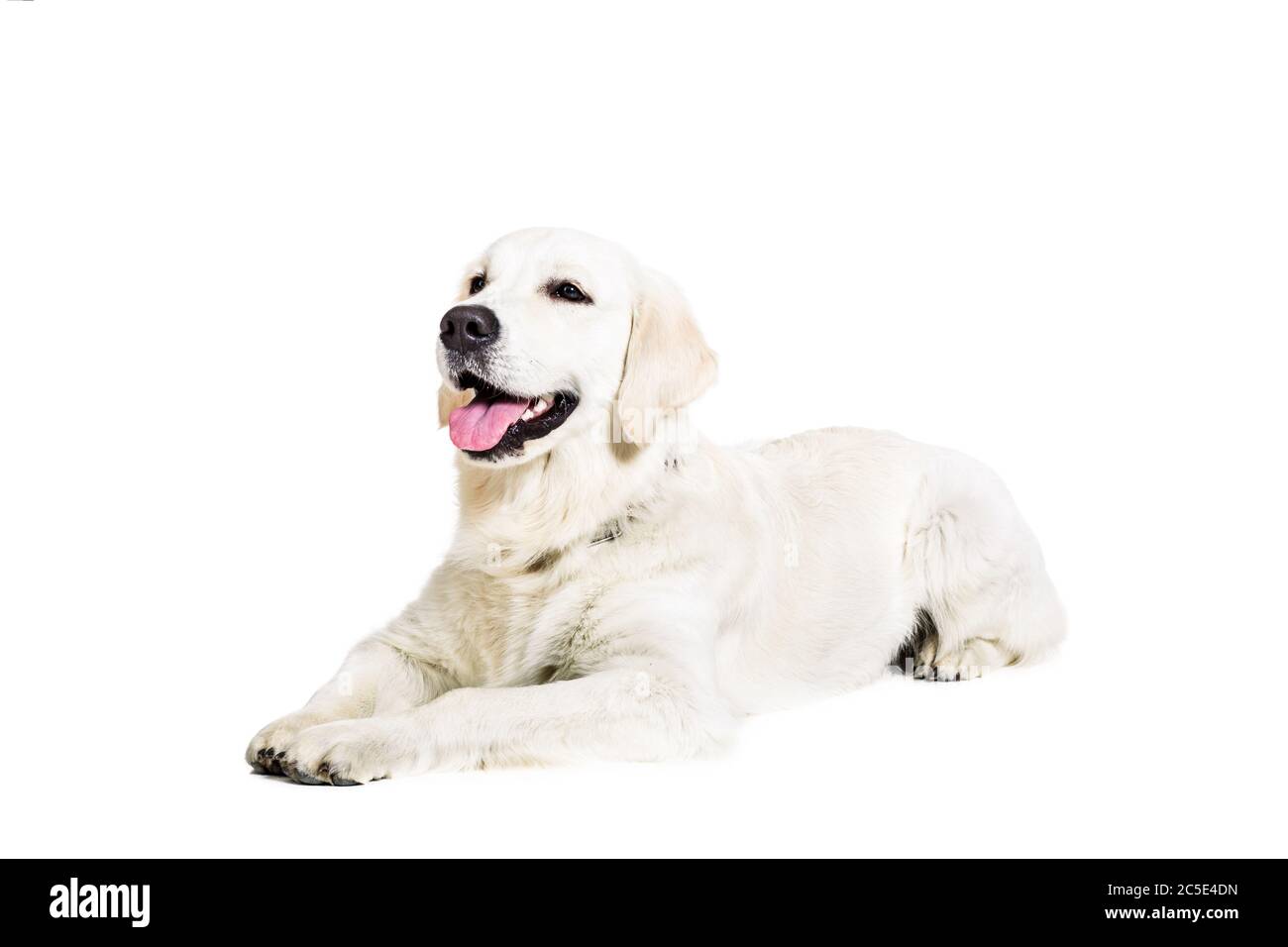 Labrador Retriever on a white background Stock Photo - Alamy