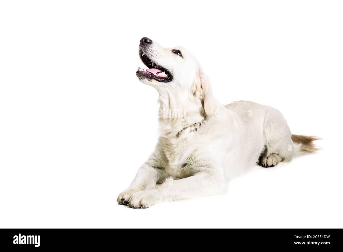 Labrador Retriever on a white background Stock Photo - Alamy