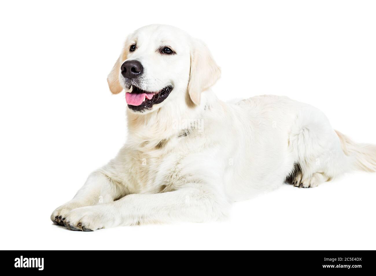 Labrador Retriever on a white background Stock Photo - Alamy