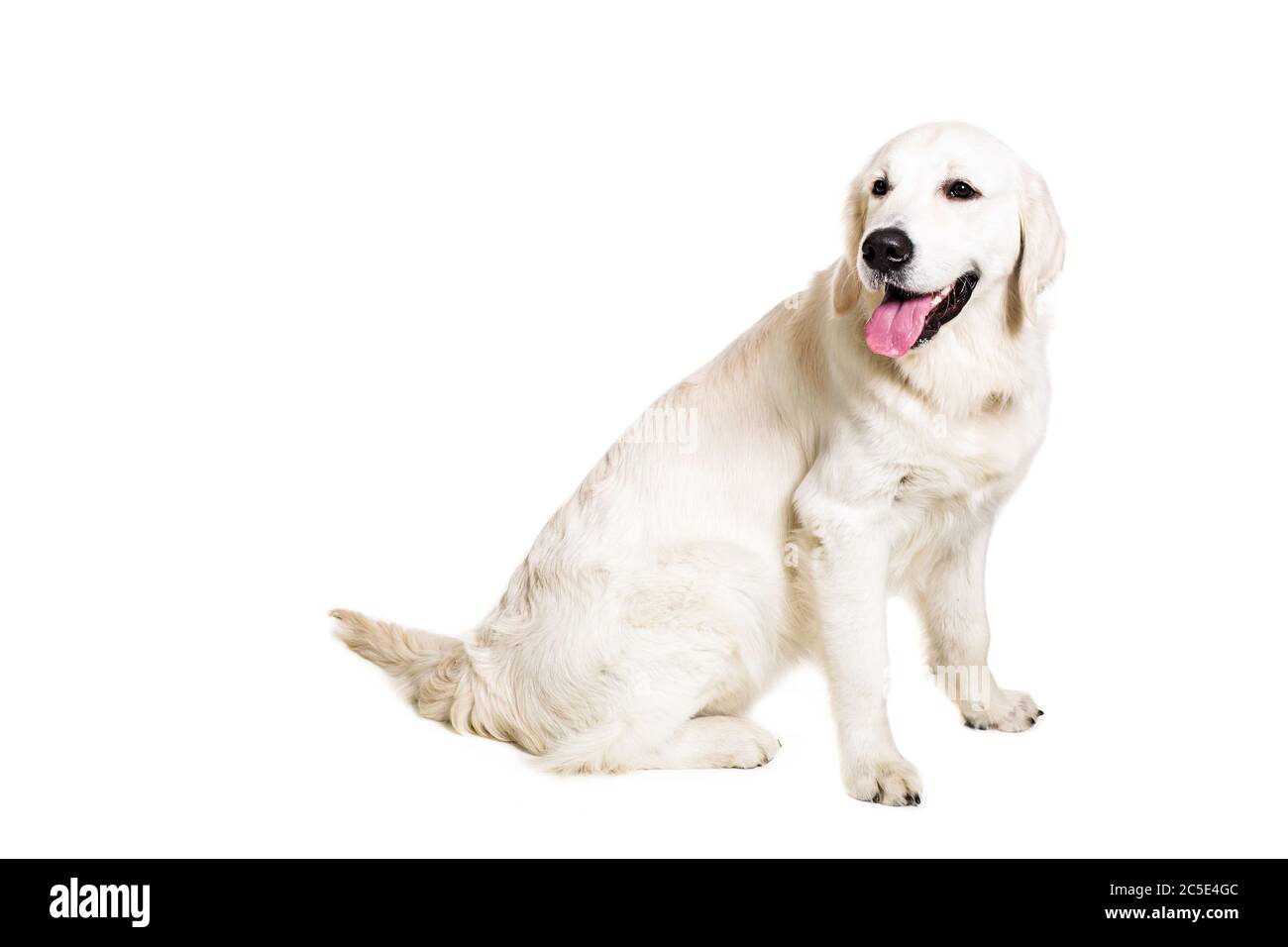 Labrador Retriever on a white background Stock Photo - Alamy