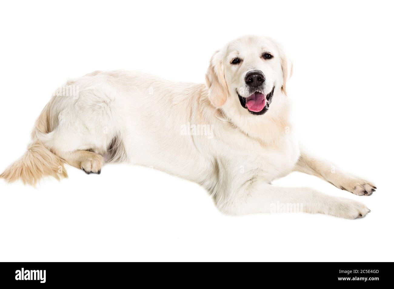 Labrador Retriever on a white background Stock Photo - Alamy
