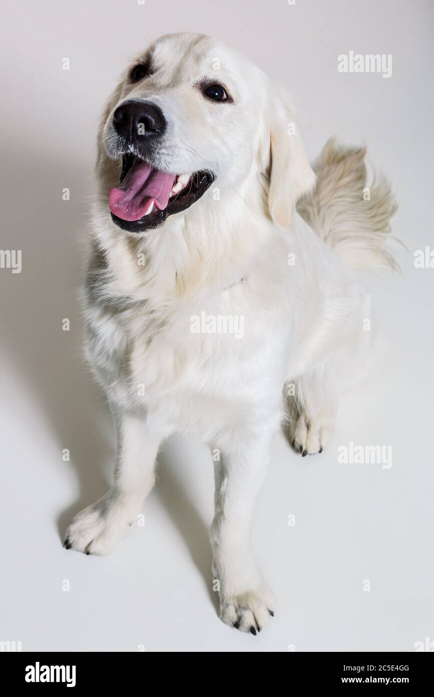 Labrador Retriever on white background Stock Photo - Alamy