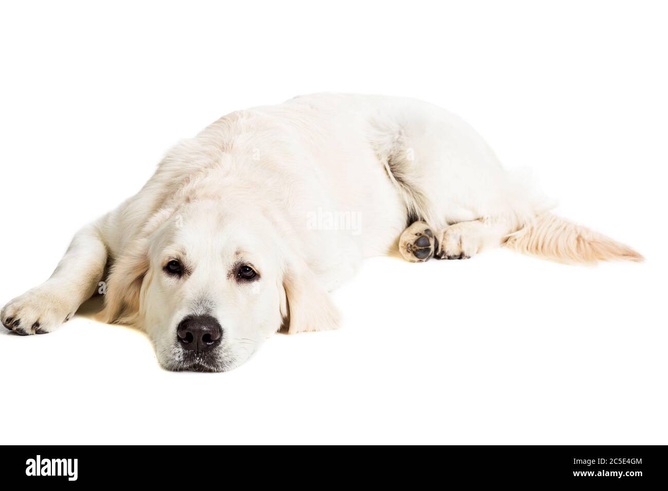 Labrador Retriever on a white background Stock Photo - Alamy