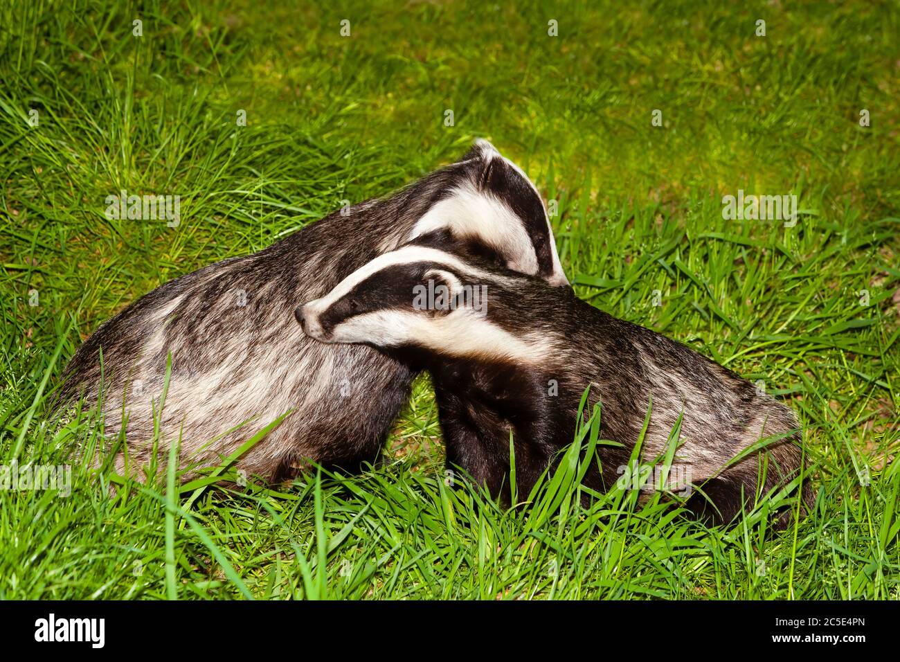 Badger (Meles meles) Two Badgers together Stock Photo - Alamy