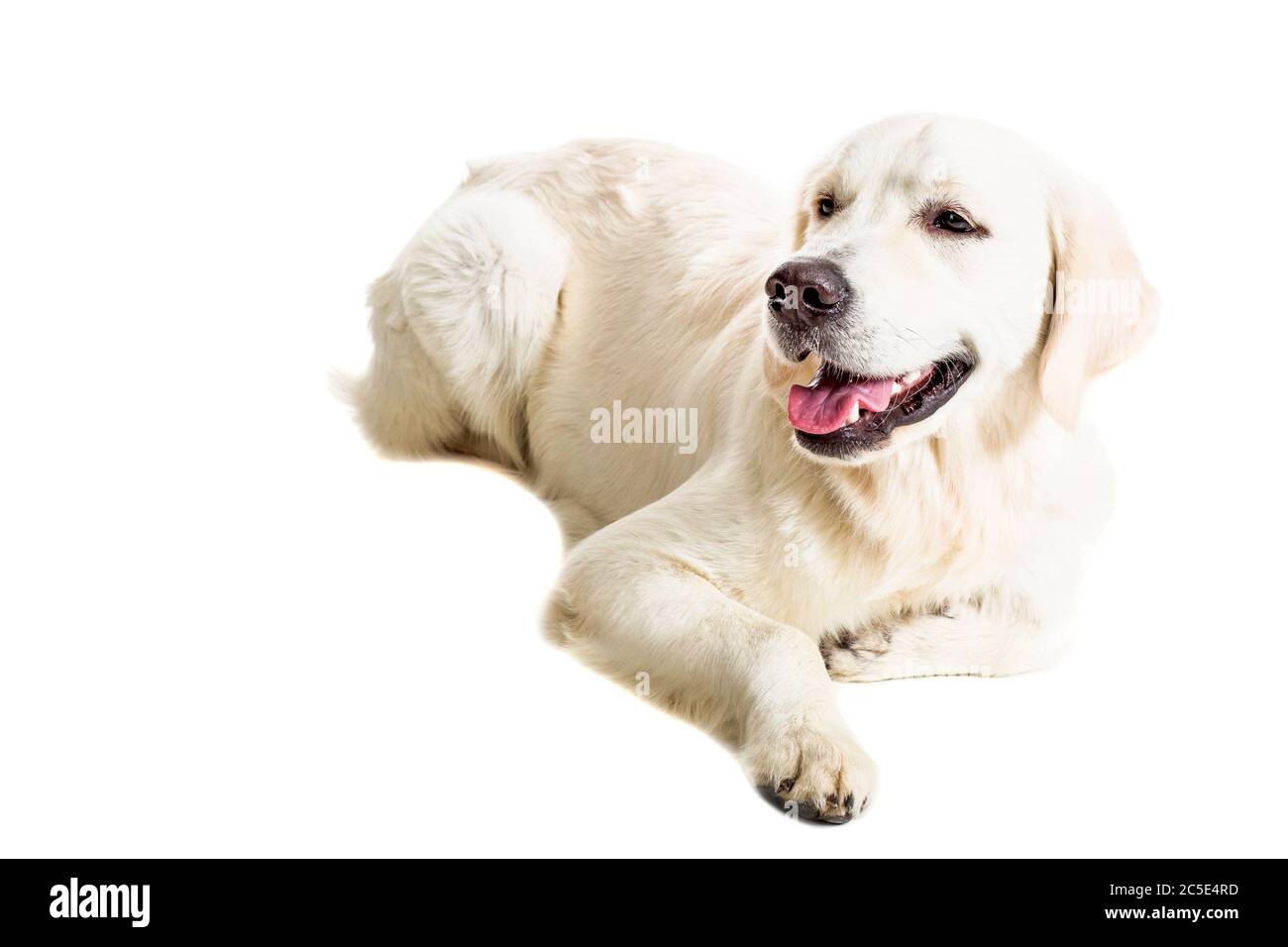 Labrador Retriever on a white background Stock Photo - Alamy