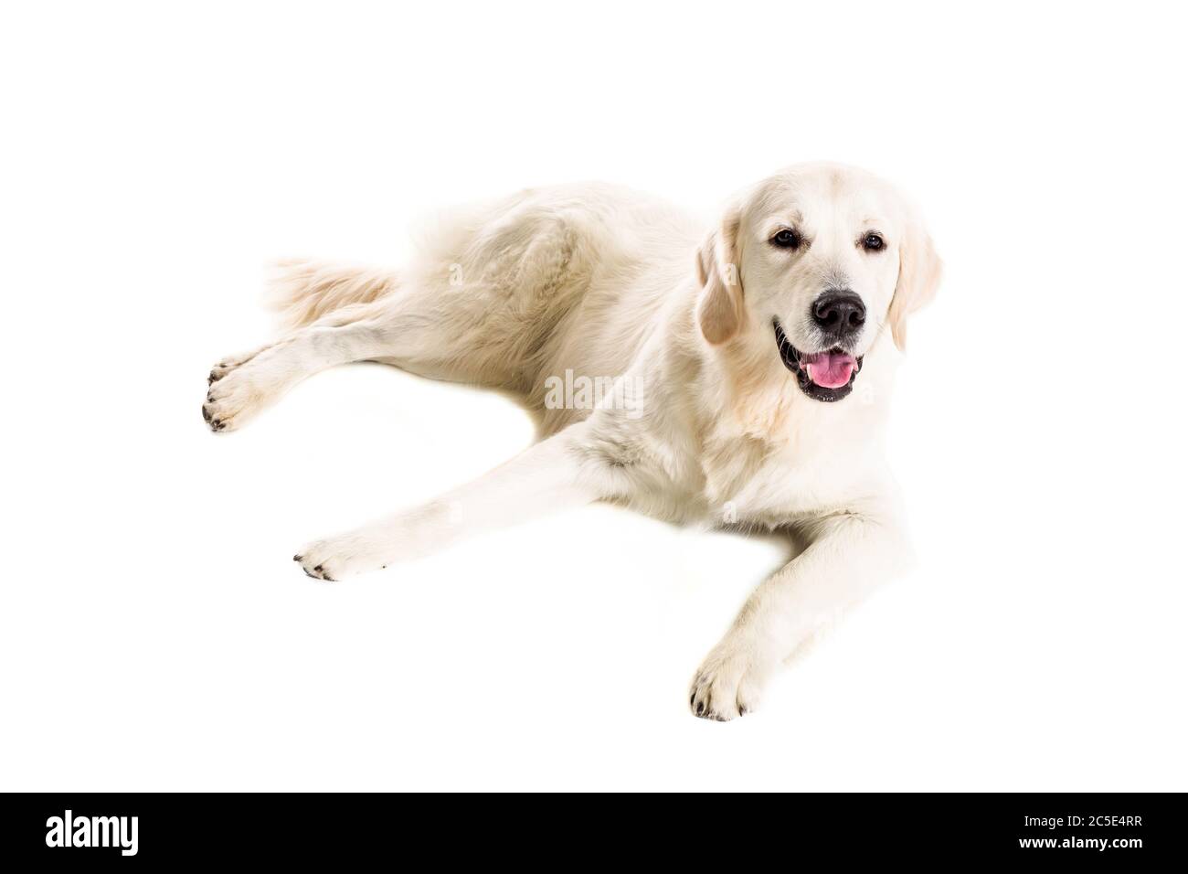 Labrador Retriever on a white background Stock Photo - Alamy