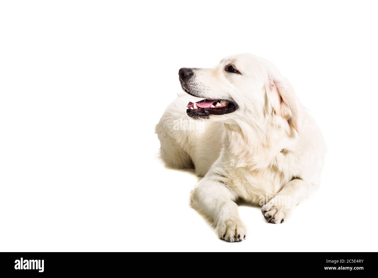 Labrador Retriever on a white background Stock Photo - Alamy