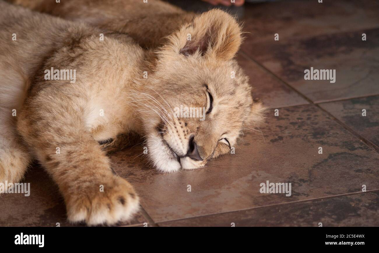 Sleeping lion cub hi-res stock photography and images - Alamy