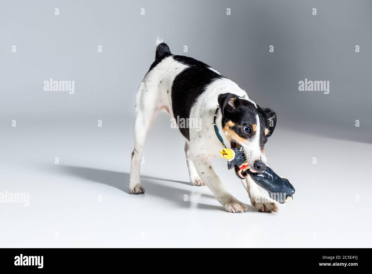 Fox terrier posing in studio on grey background Stock Photo - Alamy