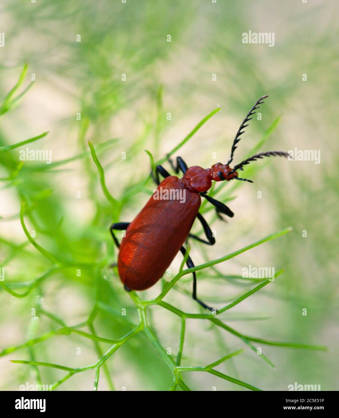 National insect week hi-res stock photography and images - Alamy