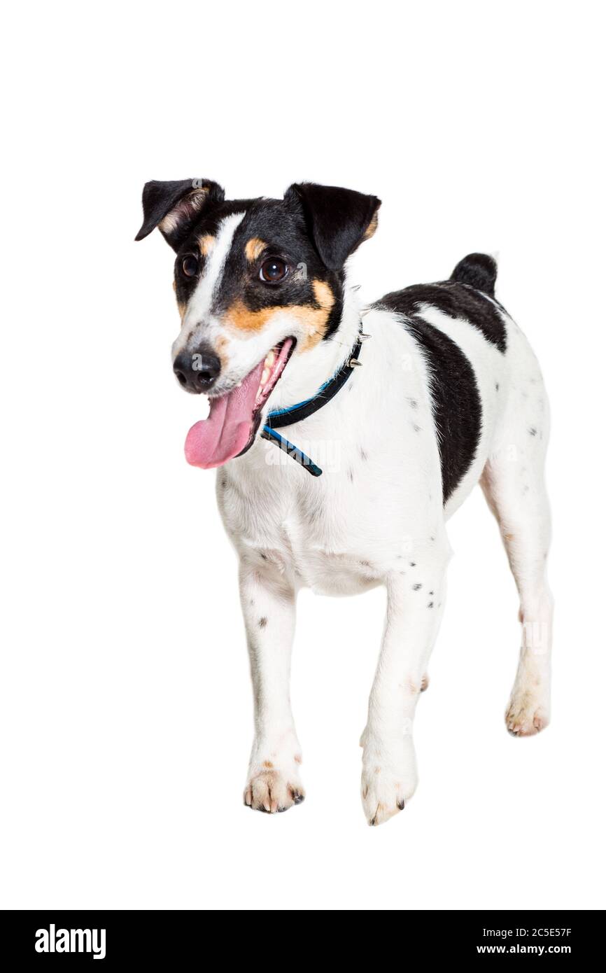 Fox terrier posing in studio on white background. isolated Stock Photo ...