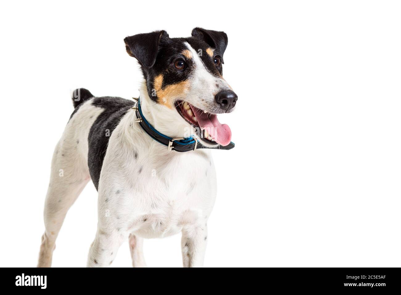 Fox terrier posing in studio on white background. isolated Stock Photo ...