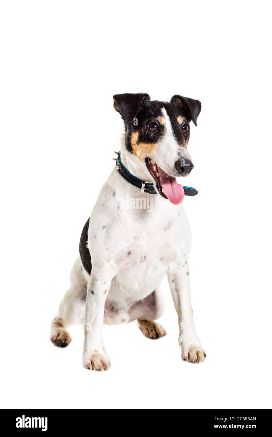 Fox terrier posing in studio on white background. isolated Stock Photo ...