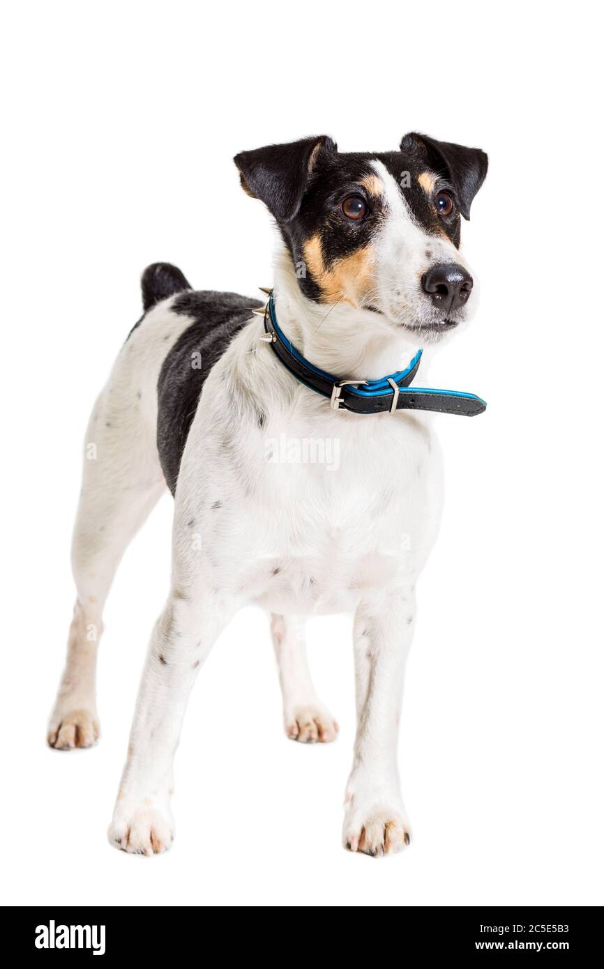 Fox terrier posing in studio on white background. isolated Stock Photo ...
