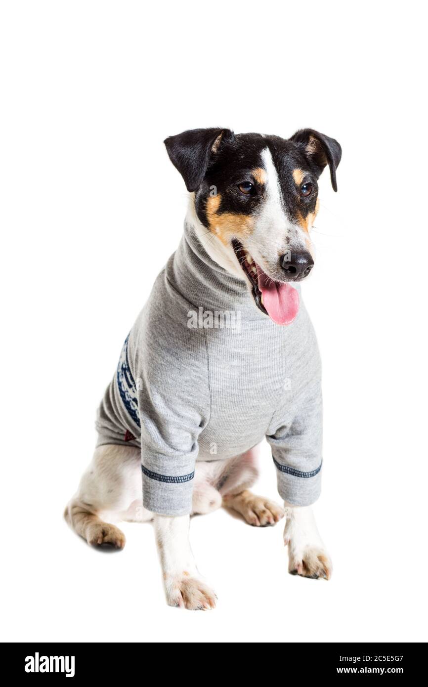 Portrait of a purebred smooth fox terrier white background Stock Photo ...