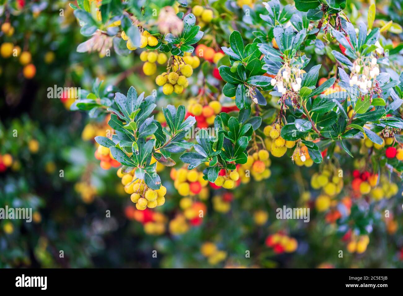 Arbutus fruits hi-res stock photography and images - Alamy