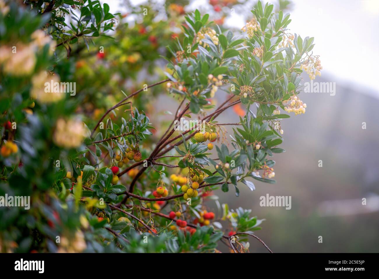 Arbutus unedo tree garden hi-res stock photography and images - Alamy