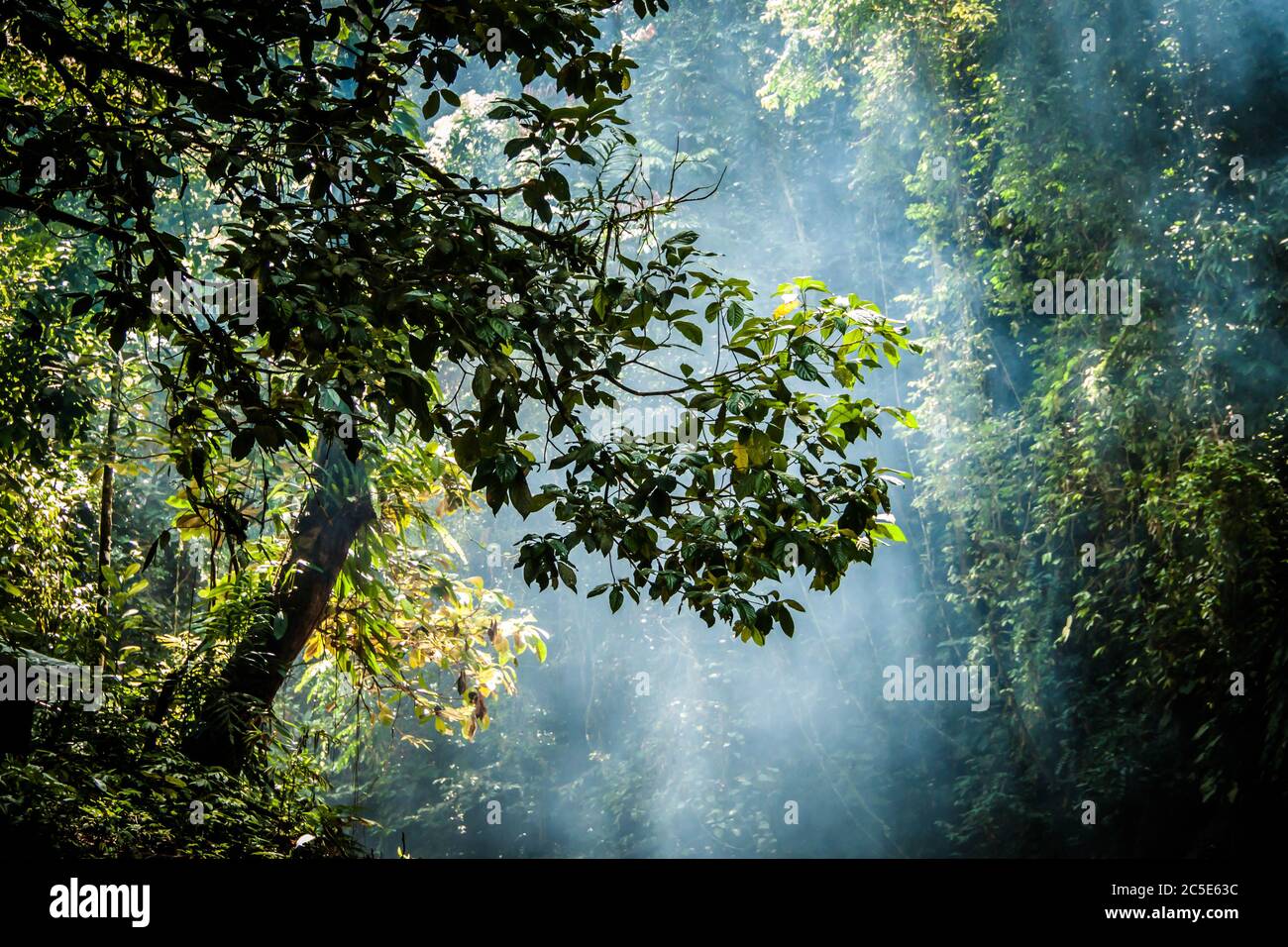 The misty landscape of the foggy rainforest through the sunshine in the ...