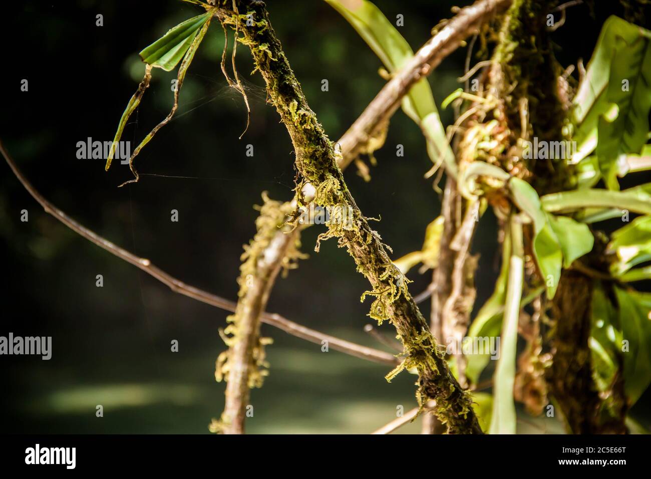 Tropical island plants close up image Stock Photo - Alamy