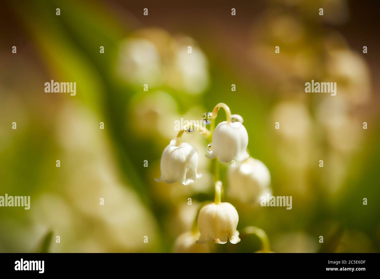Spring time comes with lily of the valleys Stock Photo - Alamy