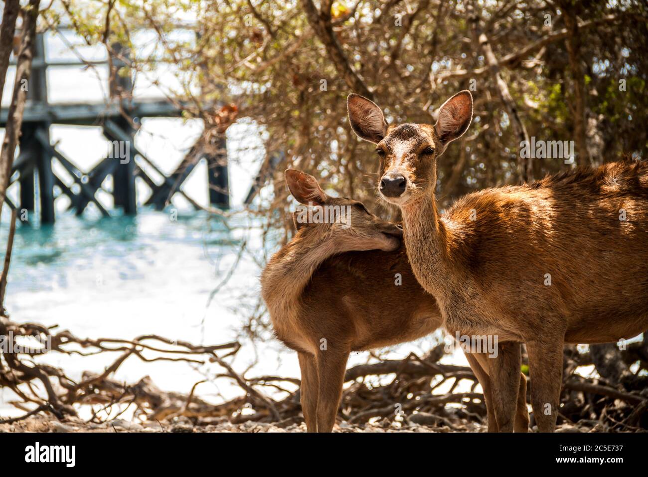 Baby deer and its mother cuddling on the beach Stock Photo - Alamy