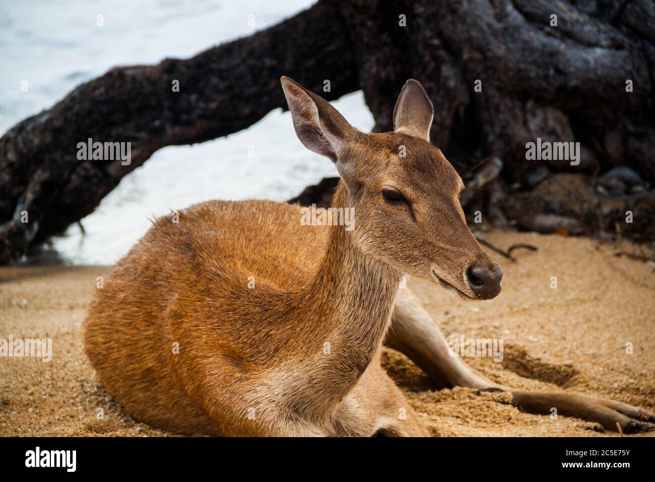 Cute deer sitting on the beach close up image Stock Photo - Alamy
