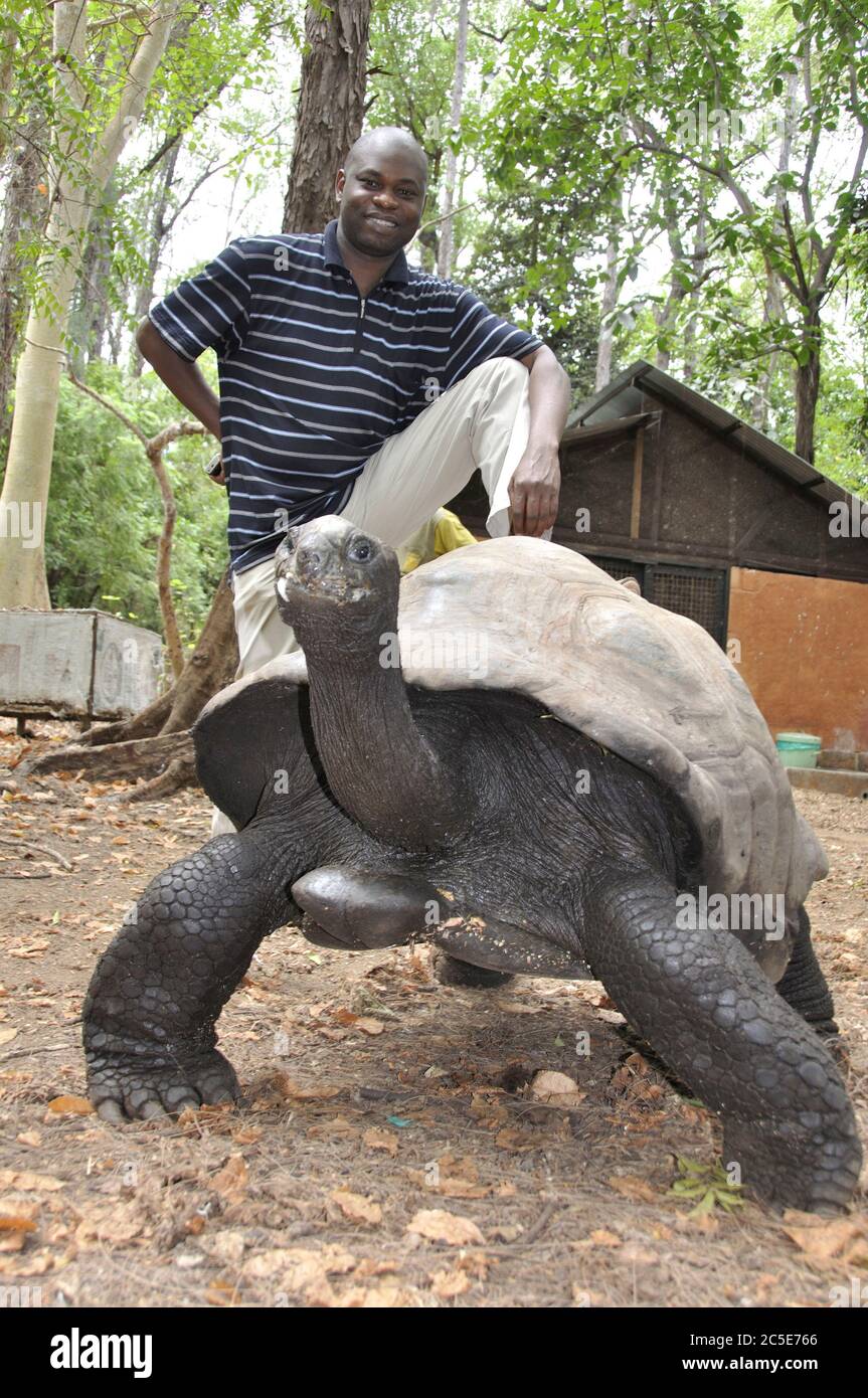 Kenya: A man stands on giant turtle in Haller Park in Mombassa Stock ...