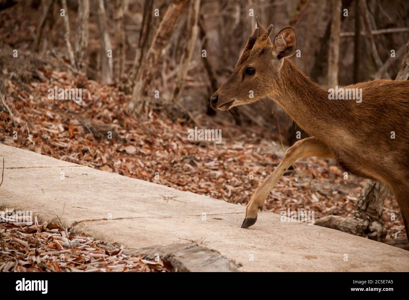 Small deer walking in the woods Stock Photo - Alamy