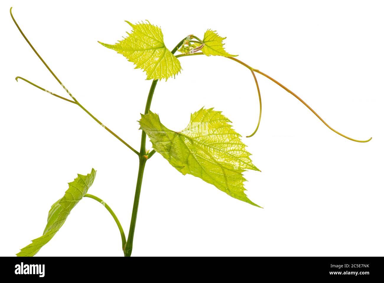 Single decorative branch of fresh grapevine on white background Stock ...
