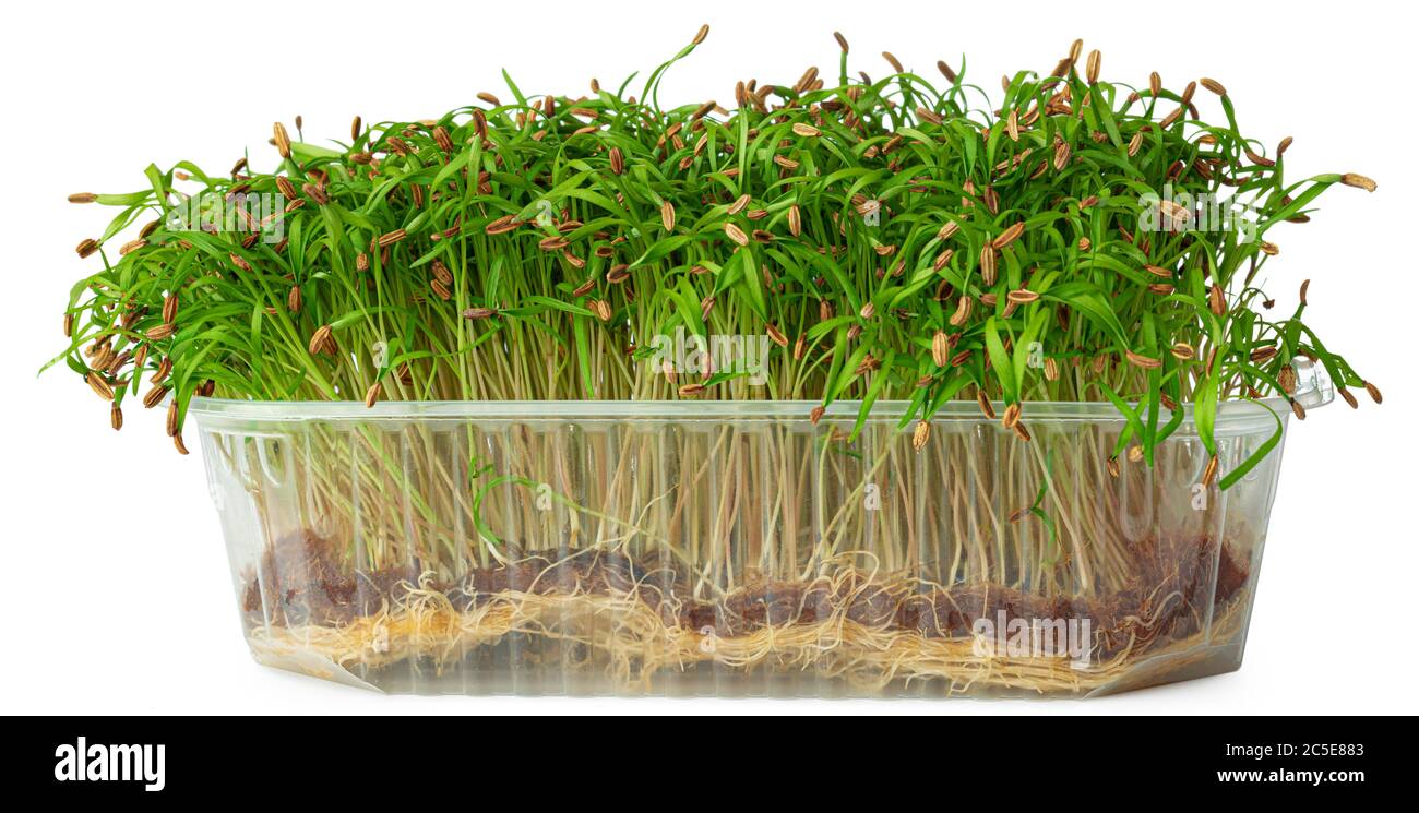 Micro green sprouts of fennel isolated on white Stock Photo - Alamy
