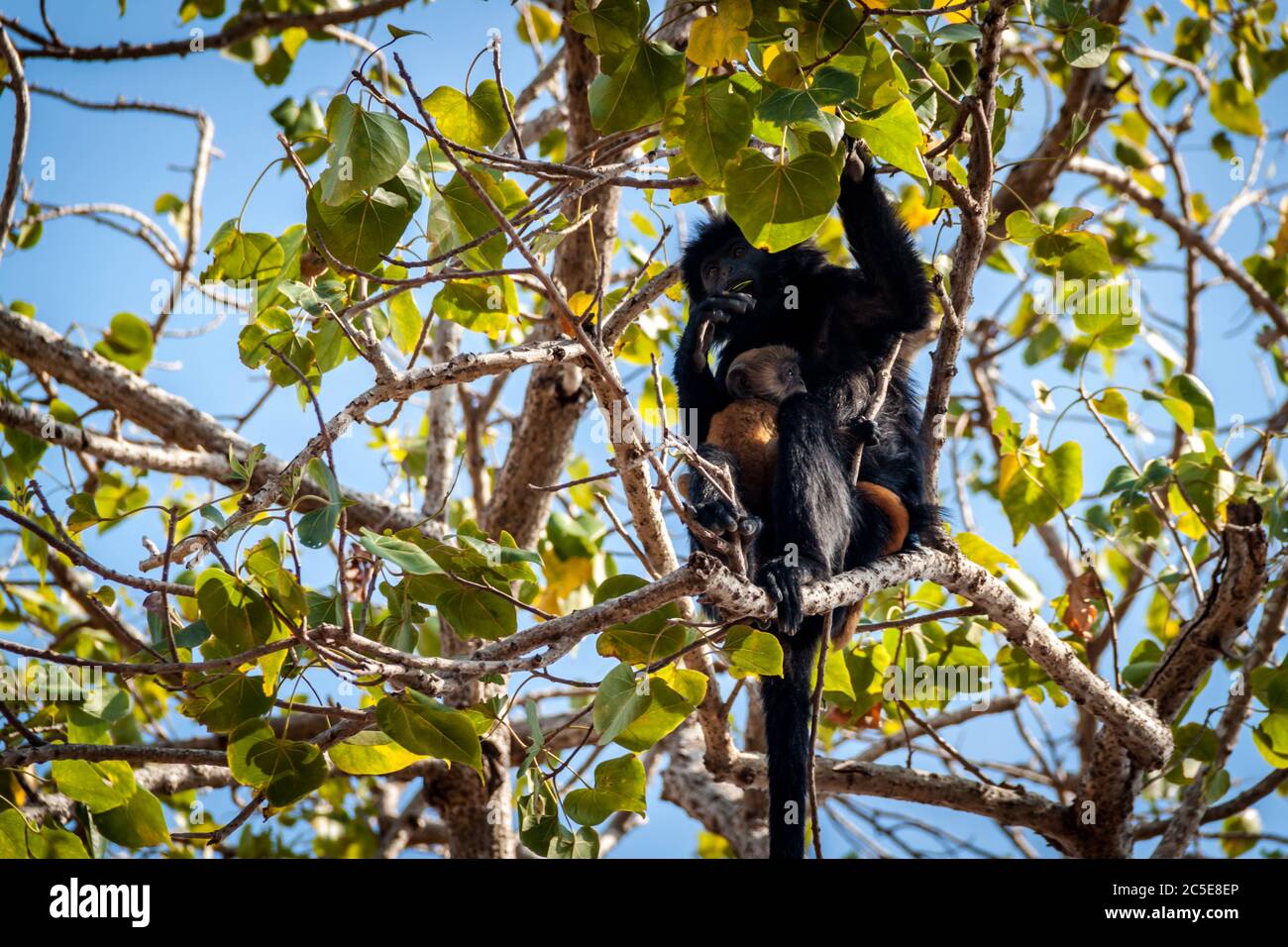 Black monkey hi-res stock photography and images - Alamy