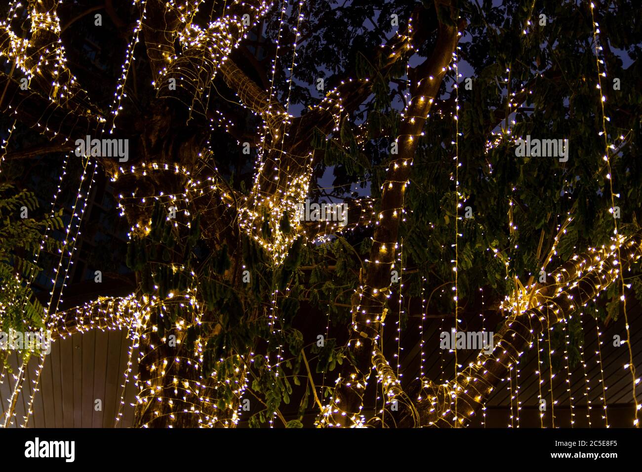 cable of string led lights on tree in the garden at night time used for ...