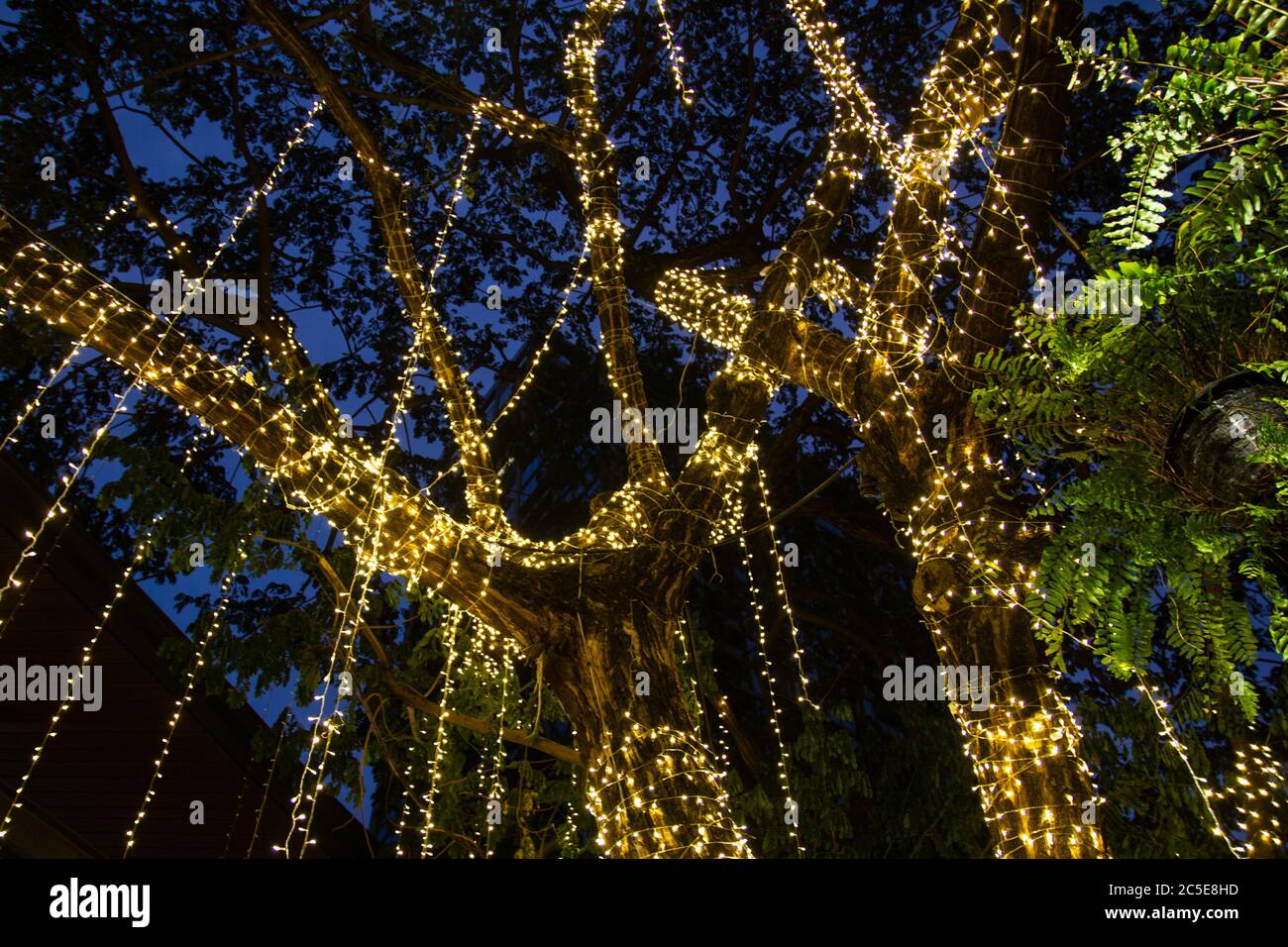 cable of string led lights on tree in the garden at night time used for ...