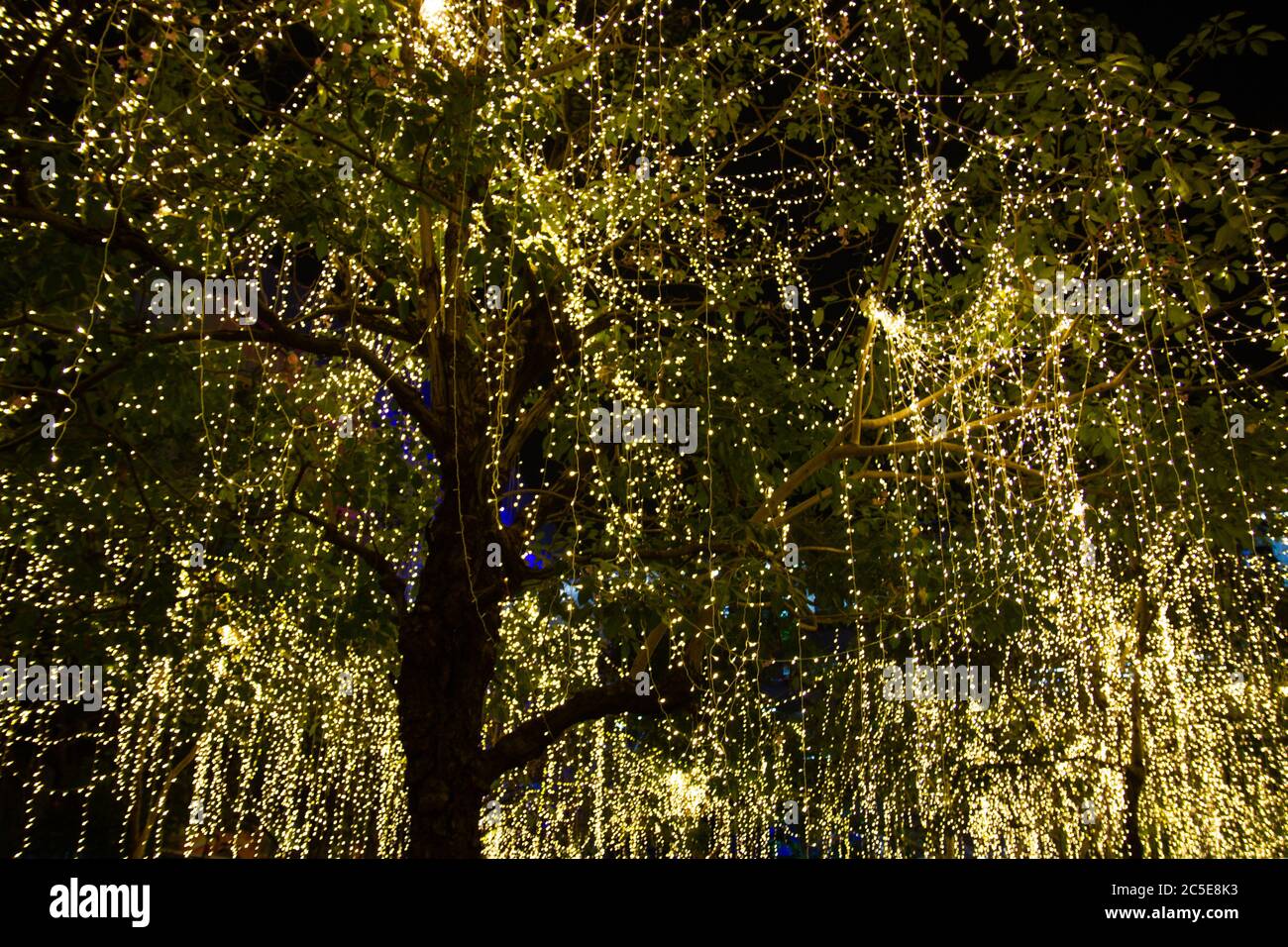 cable of string led lights on tree in the garden at night time used for ...