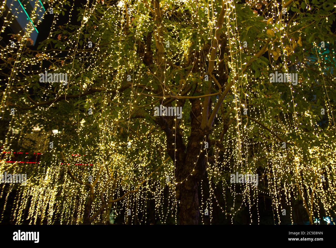 cable of string led lights on tree in the garden at night time used for ...