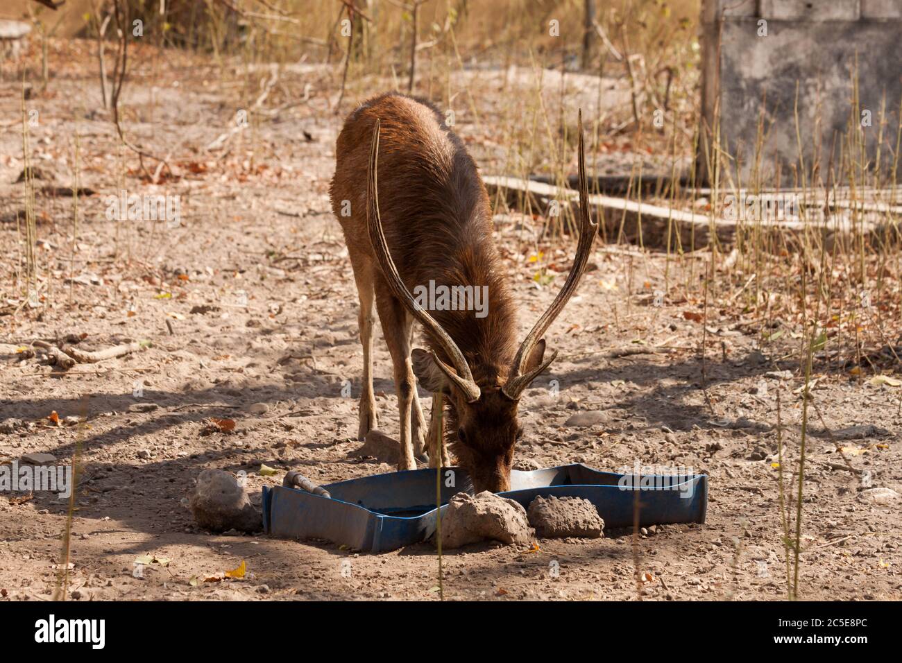 Deer drinking water hi-res stock photography and images - Alamy