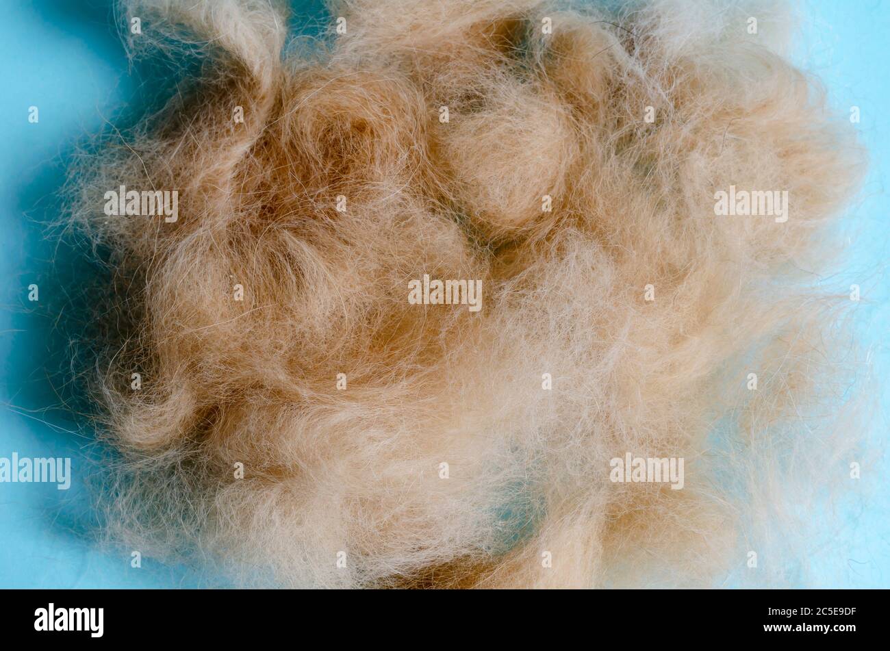 Pile of red dog hair on a light turquoise background. A portion of the ...