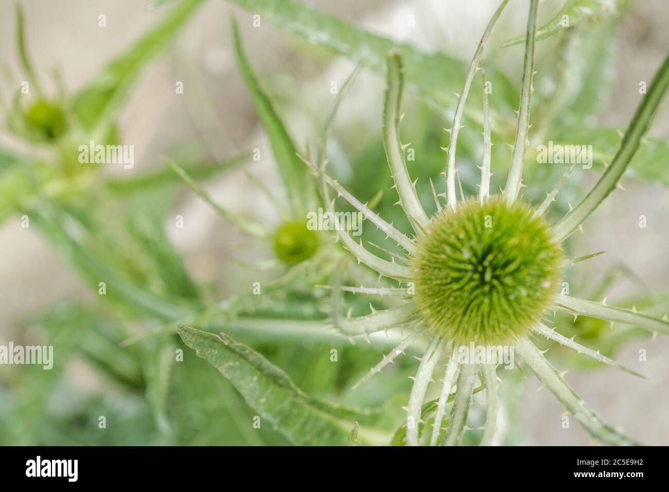 Teasel / Dipsacus fullonum - spikey pre-flowering flower head. Small ...