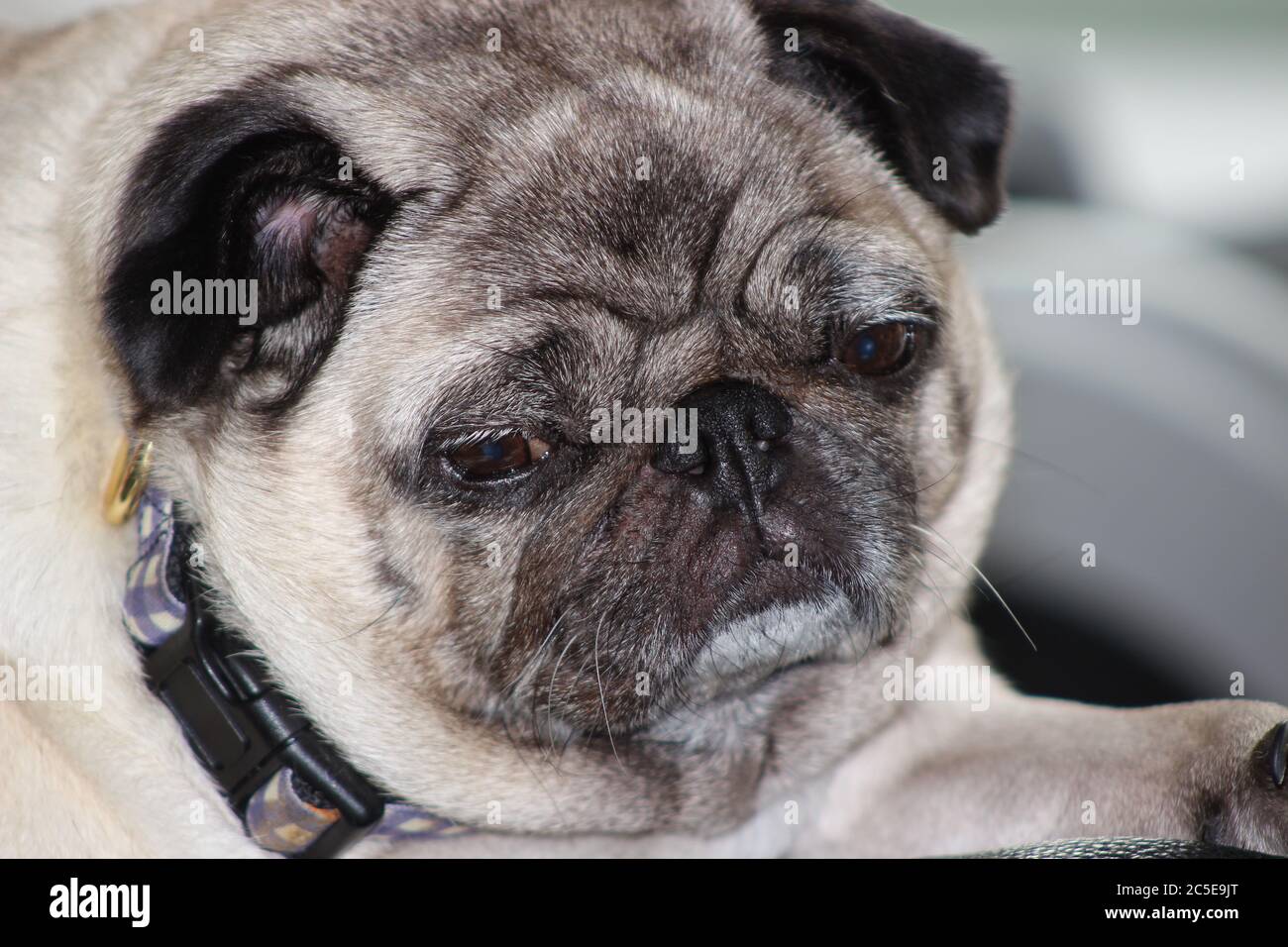 Fawn female pug hi-res stock photography and images - Alamy